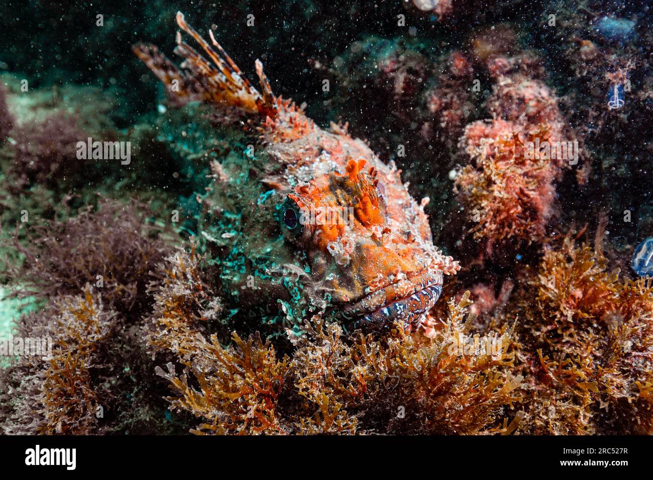 Black scorpionfish mimicking coral reef while sitting in transparent ...