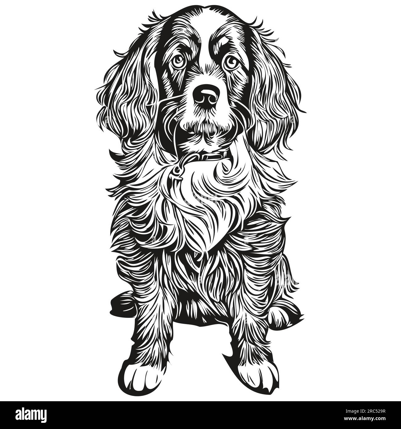 Boykin spaniel hi-res stock photography and images - Alamy