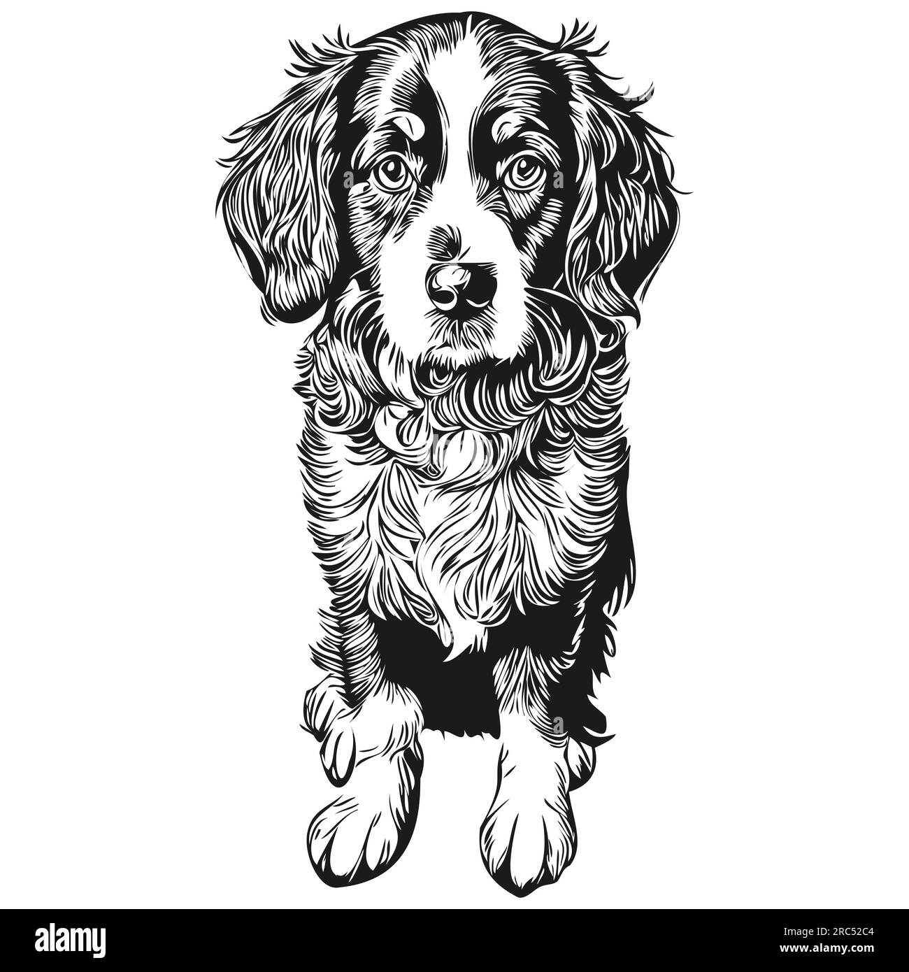 Boykin spaniel hi-res stock photography and images - Alamy