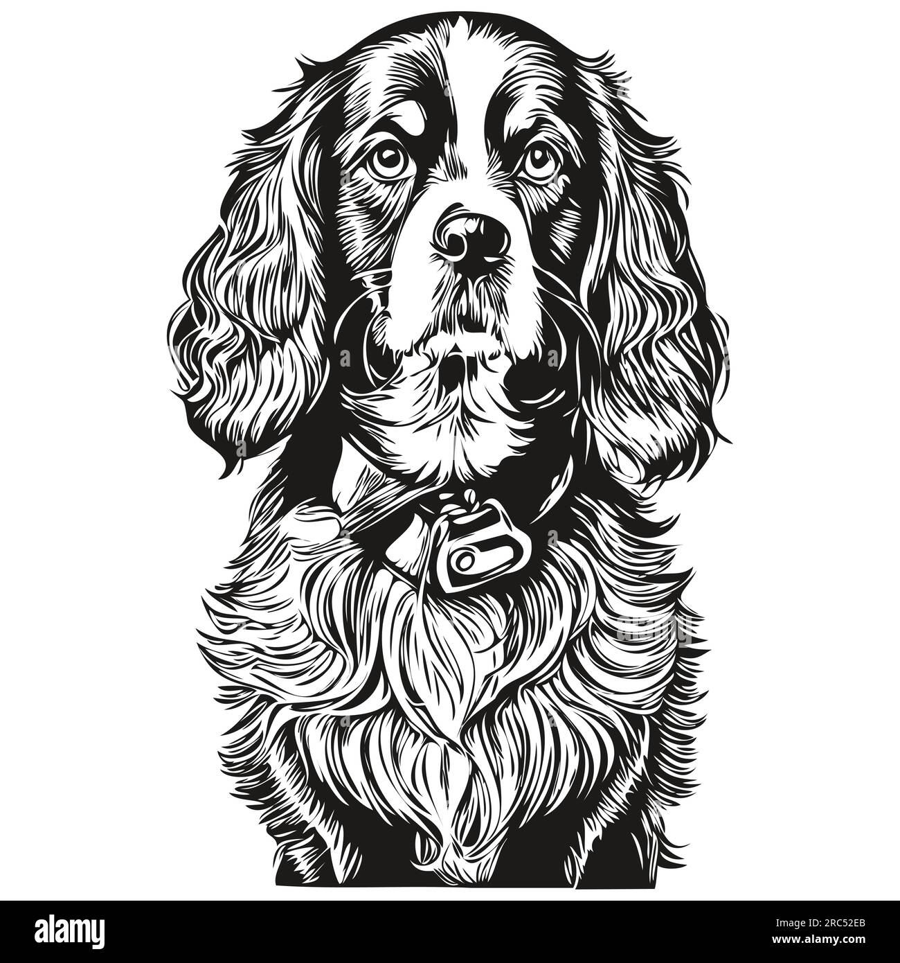 Boykin spaniel hi-res stock photography and images - Alamy