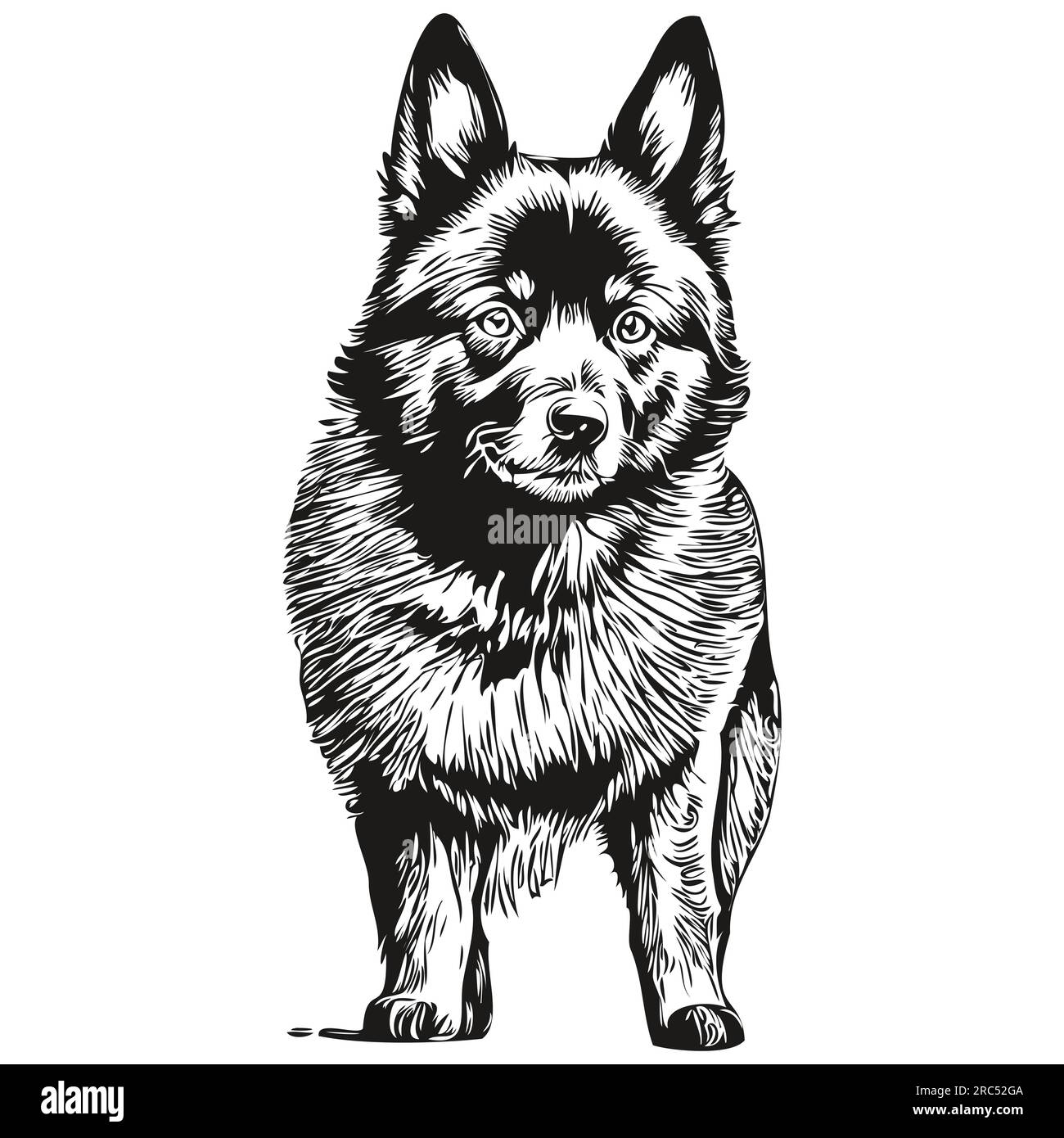 Schipperke Stock Vector Images - Alamy