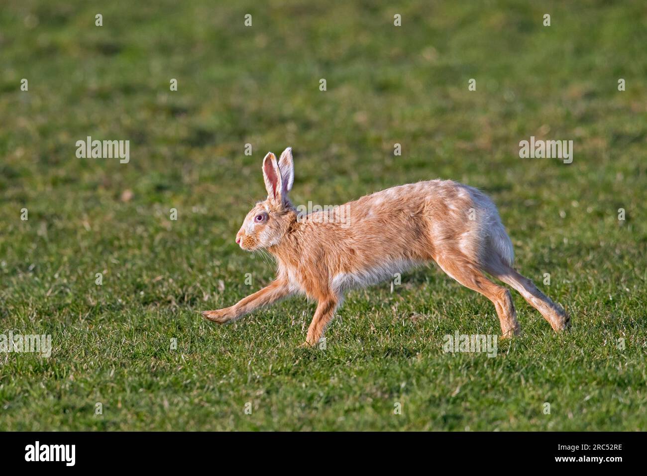 European brown hare (Lepus europaeus) blond colour morph running ...