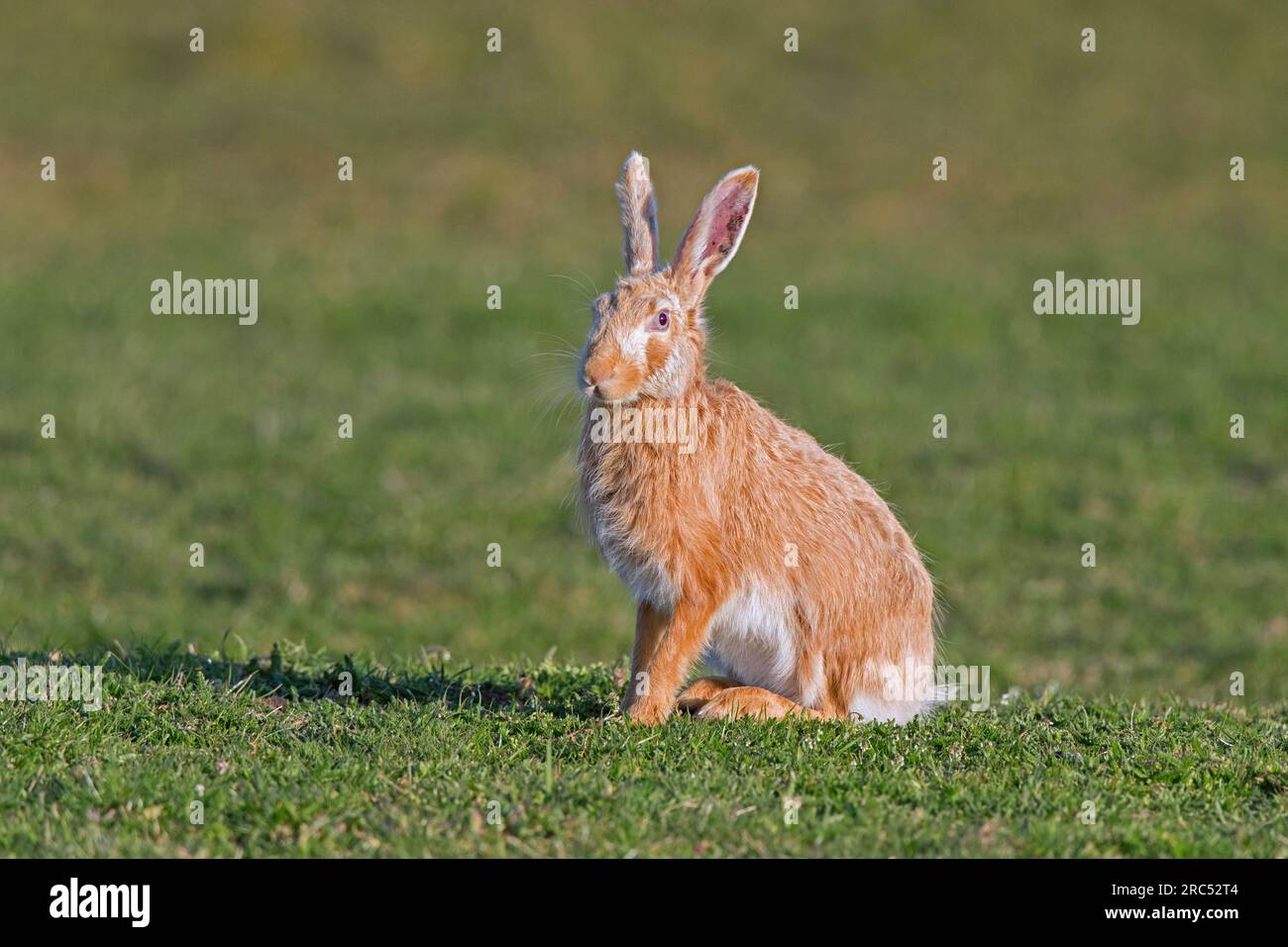 European brown hare (Lepus europaeus) blonde colour morph sitting in ...