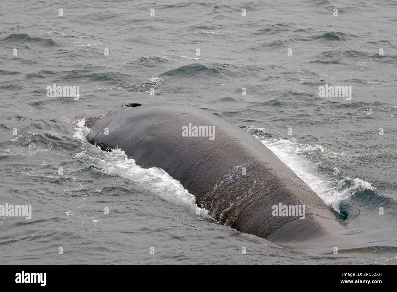 Fin whale / finback whale / common rorqual (Balaenoptera physalus) surfacing to breathe and ...