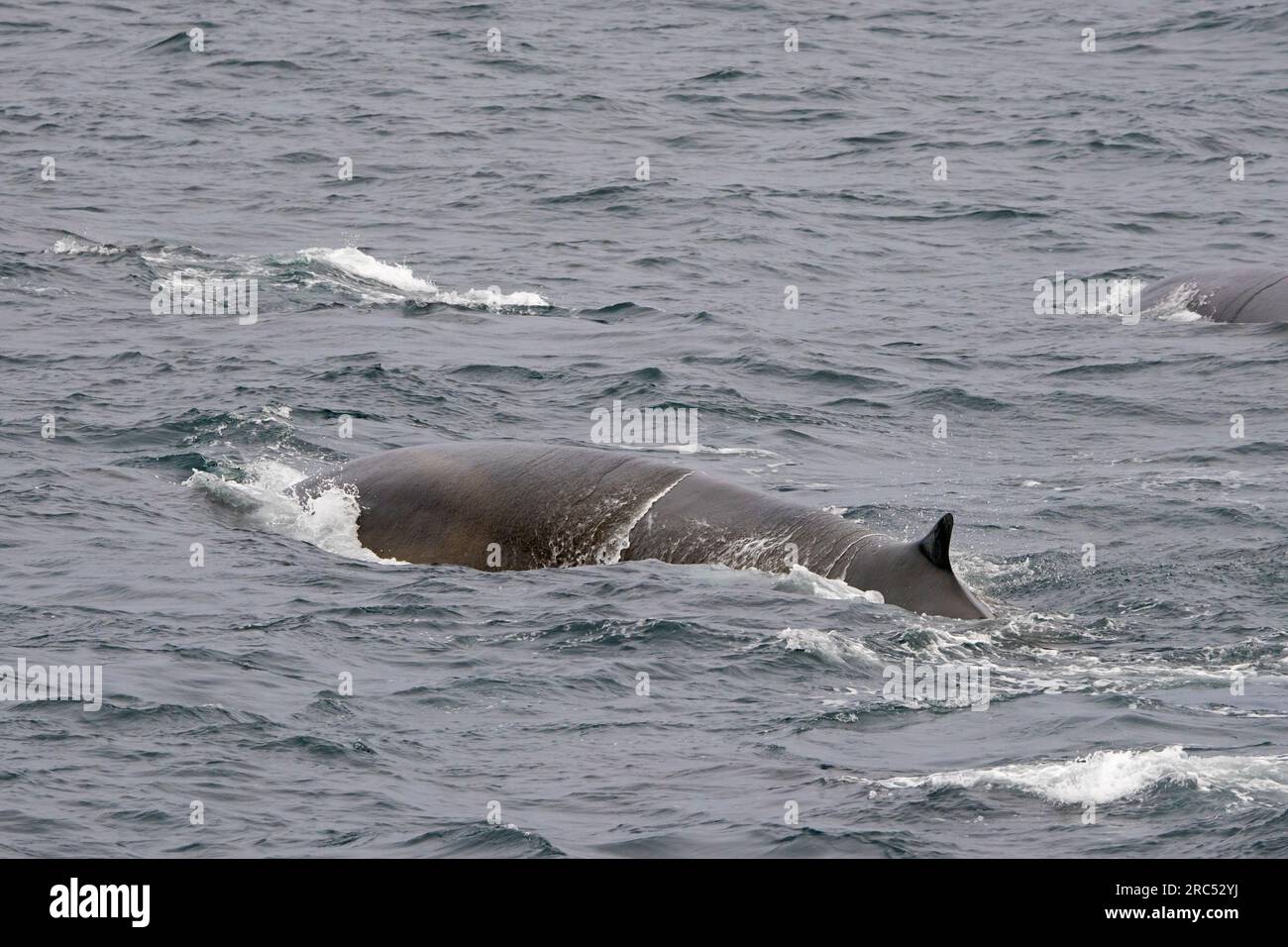 Two fin whales / finback whales / common rorquals (Balaenoptera physalus) surfacing to breathe ...