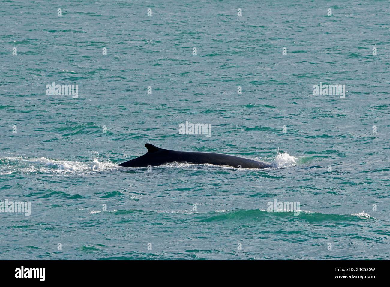 Fin whale / finback whale / common rorqual (Balaenoptera physalus) surfacing and showing dorsal ...