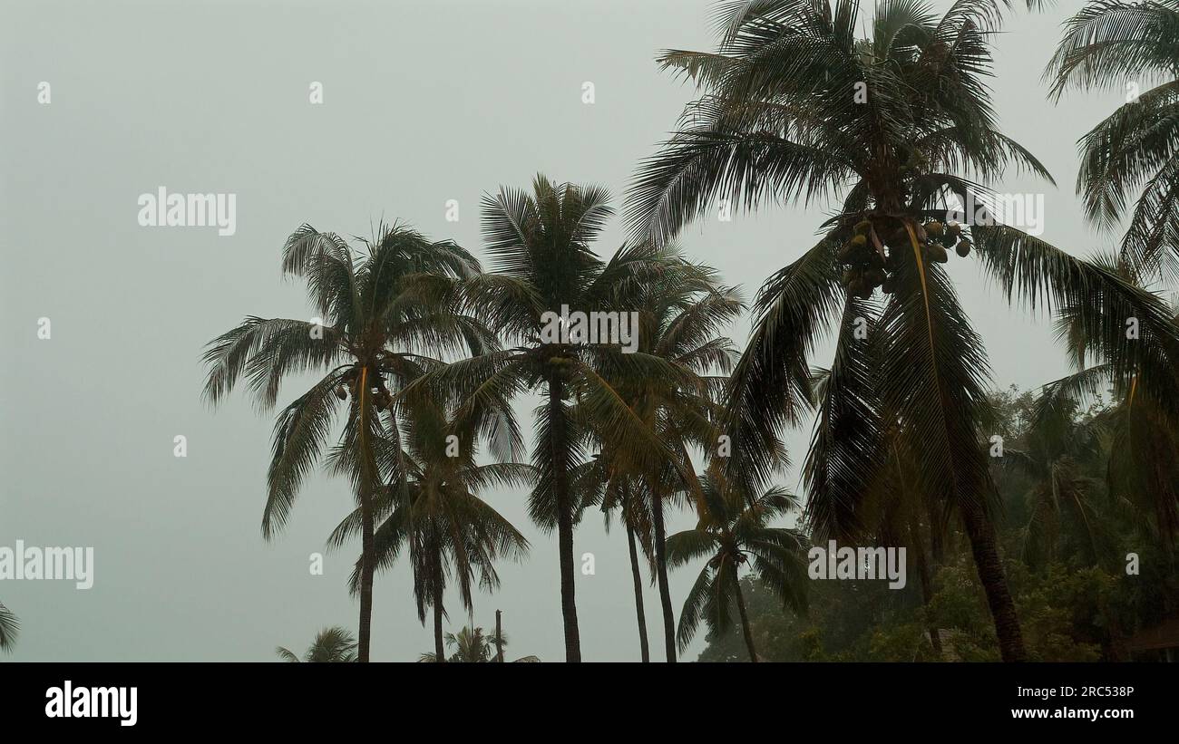 Coconut trees storm cyclone rain hi-res stock photography and images ...