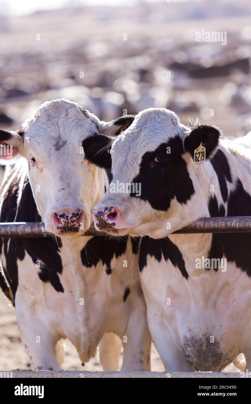Cattle in outdoor feedlot Stock Photo - Alamy