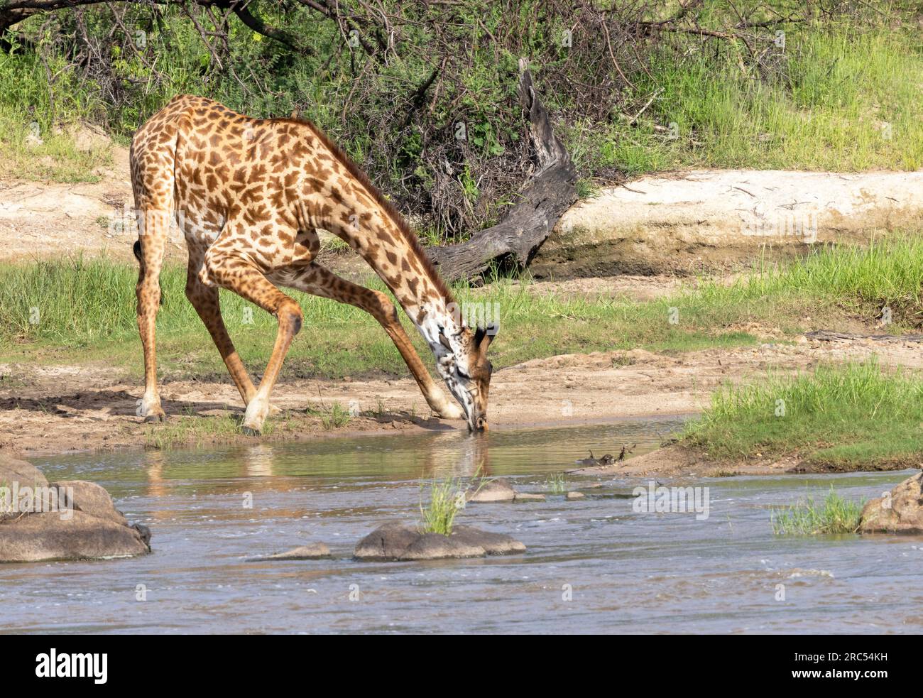 Bending long legs hi-res stock photography and images - Alamy