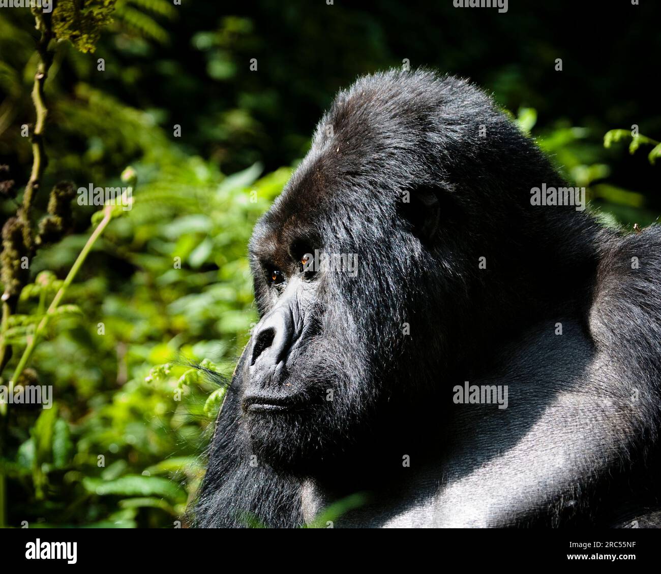 Male gorilla headshot hi-res stock photography and images - Alamy