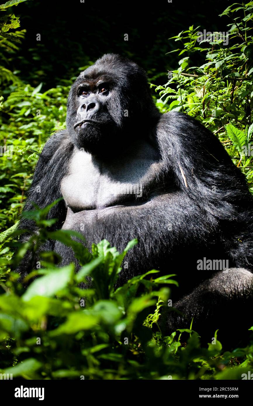 Silverback guhonda hi-res stock photography and images - Alamy