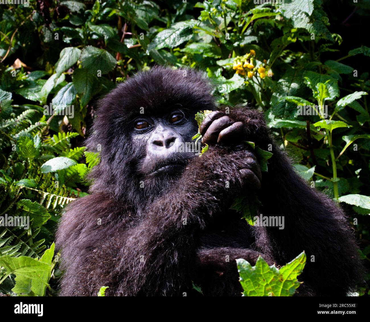 What's that funny white pointy thing Stock Photo - Alamy