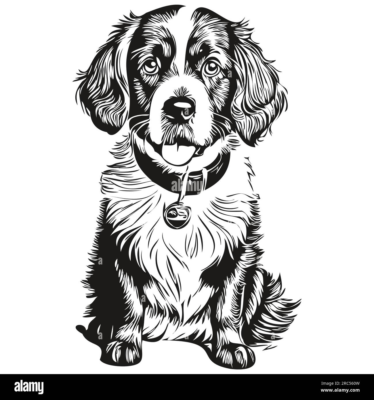 Boykin spaniel hi-res stock photography and images - Alamy