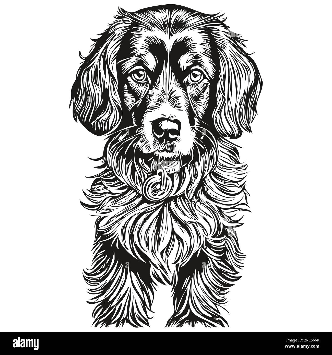 Boykin spaniel Cut Out Stock Images & Pictures - Alamy