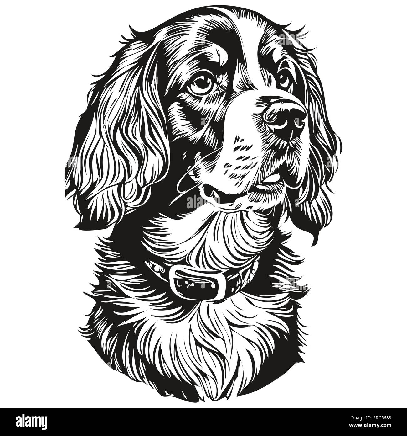 Spaniel Boykin dog vector face drawing portrait, sketch vintage style ...