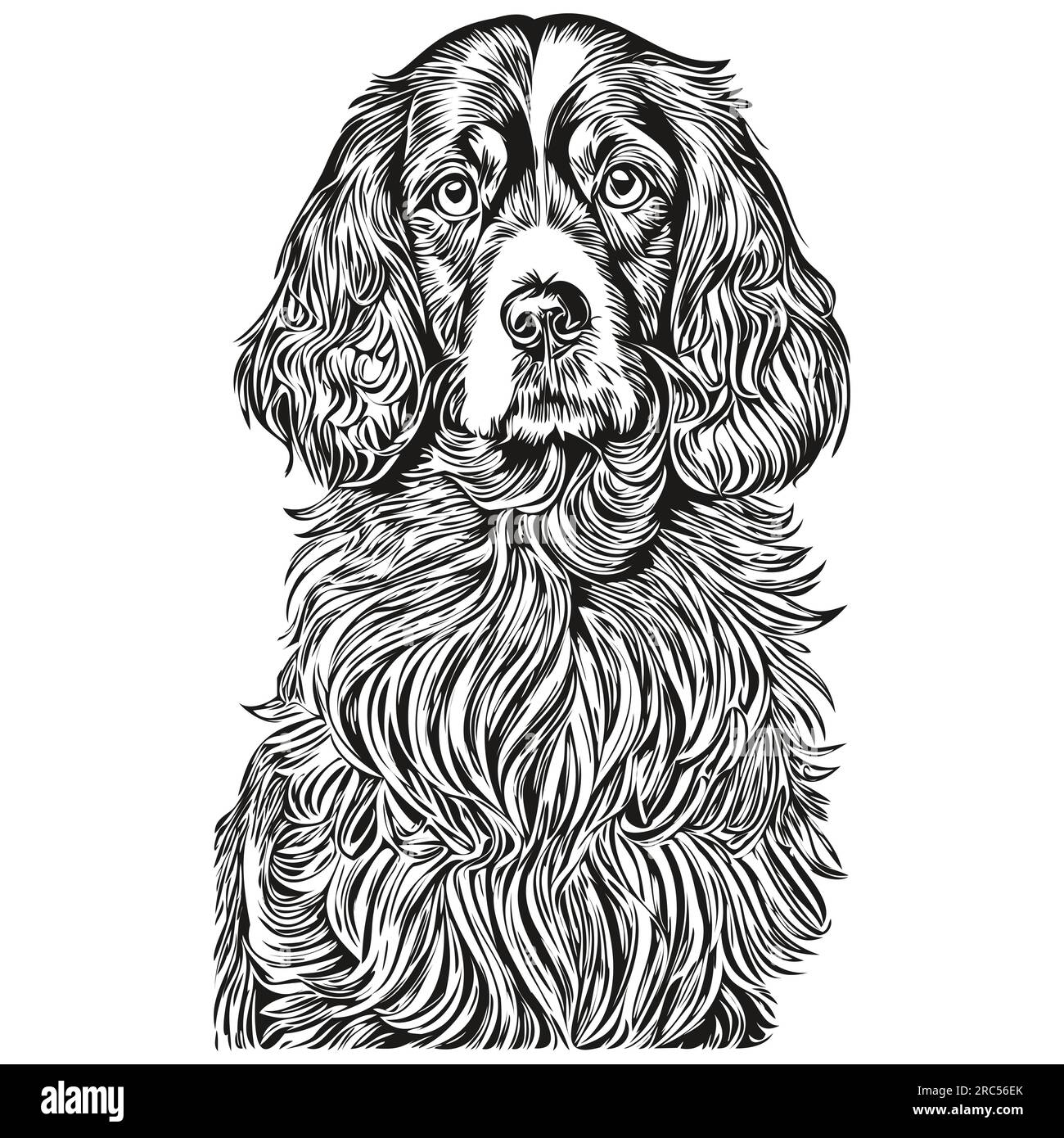 Black and white cocker spaniel sketch hi-res stock photography and ...