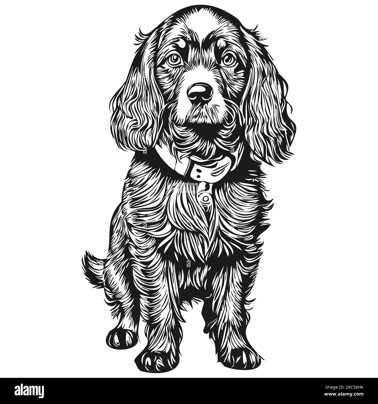 Spaniel English Cocker dog realistic pencil drawing in vector, line art ...