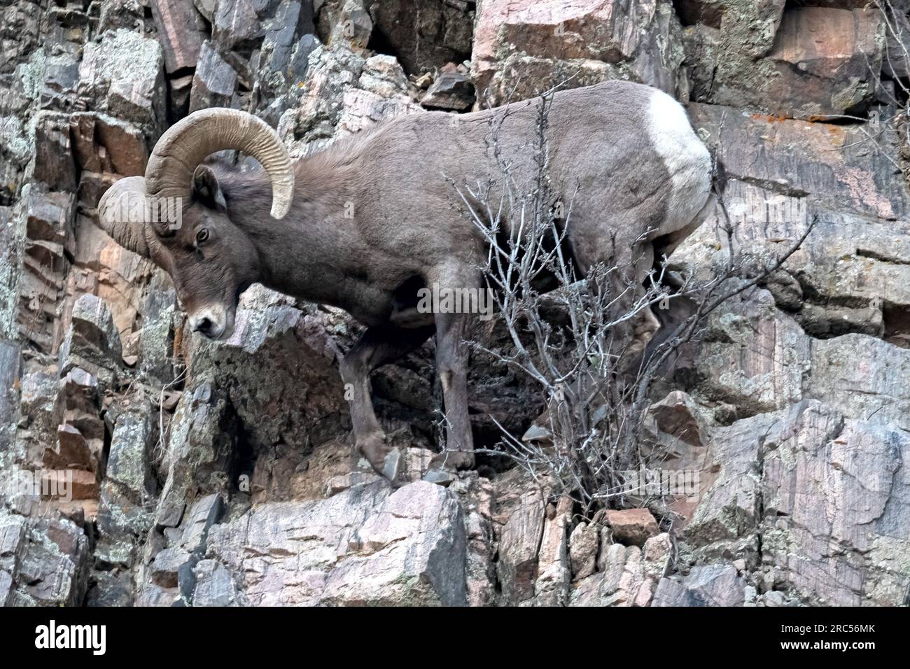 How Do Rams Climb High