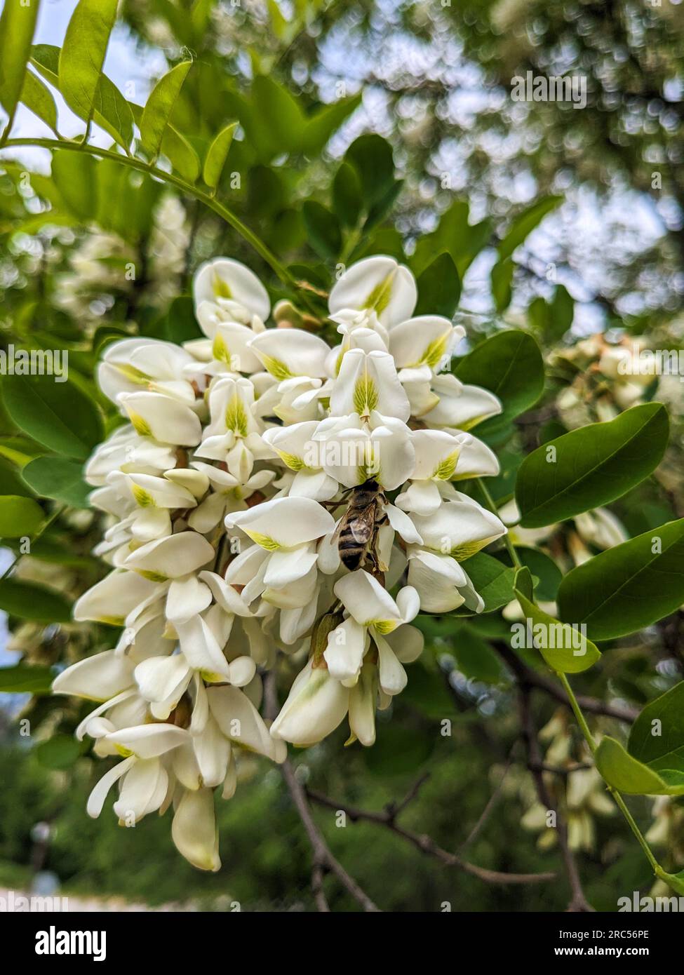 A bee on white acacia flowers collects nectar. Pollination of trees ...