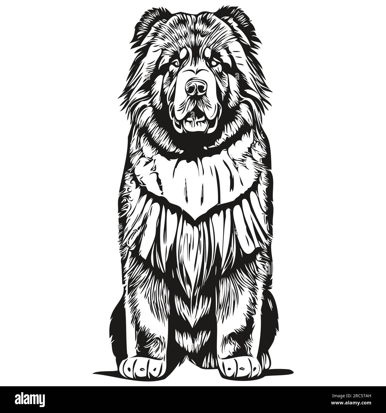 Tibetan mastiff vector vectors hi-res stock photography and images - Alamy