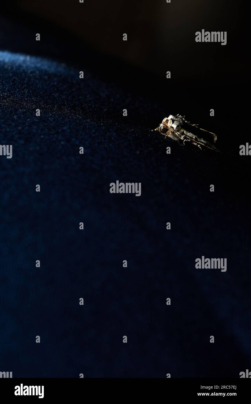 Brown house moth hi-res stock photography and images - Alamy