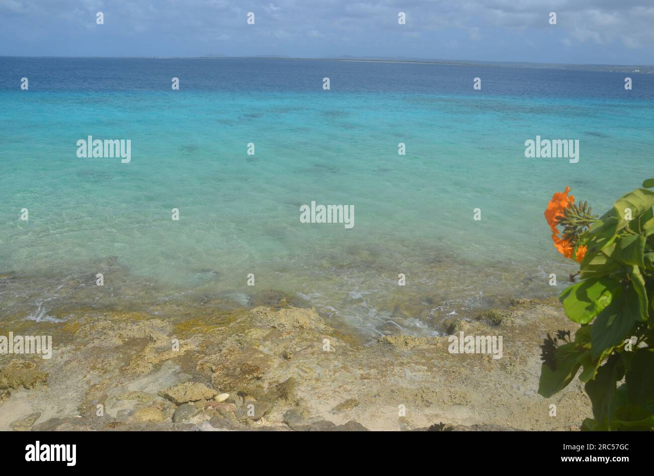 crystal clear blue caribbean sea at Bonaire Island with a flower in ...