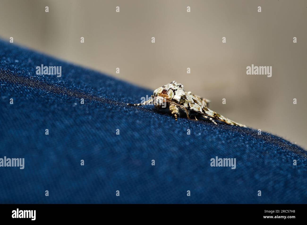 Clothes moth hi-res stock photography and images - Alamy