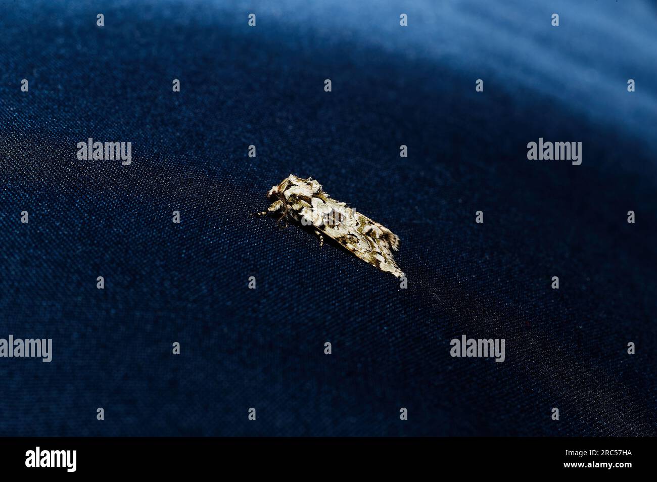 Clothes moth hi-res stock photography and images - Alamy