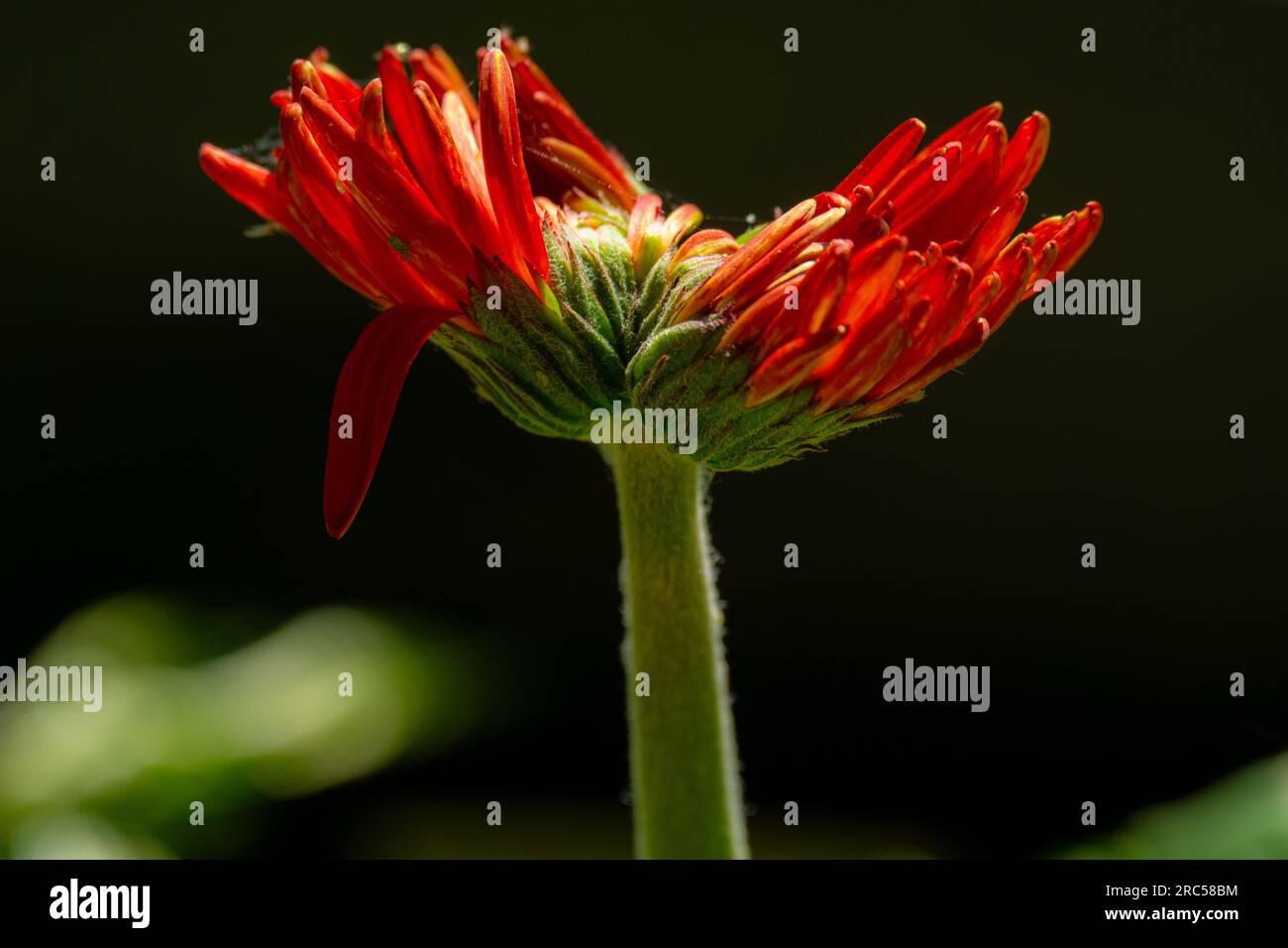 Daisy split hi-res stock photography and images - Alamy