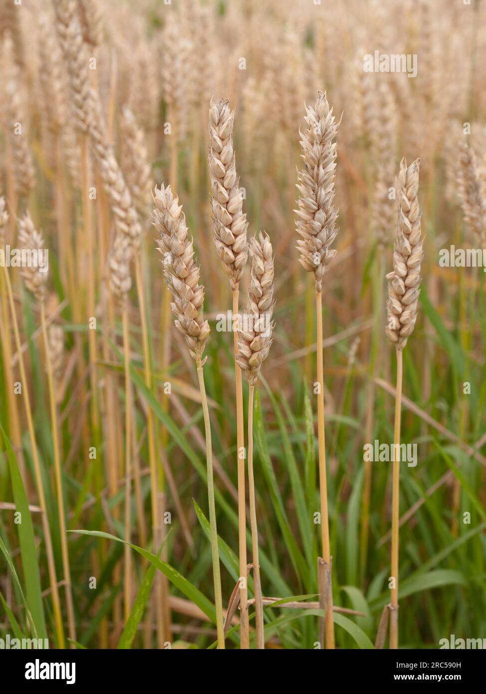 Triticum vulgare hi-res stock photography and images - Alamy