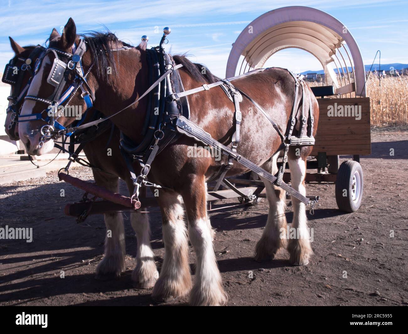 Horses pulling a carriage Stock Photo - Alamy
