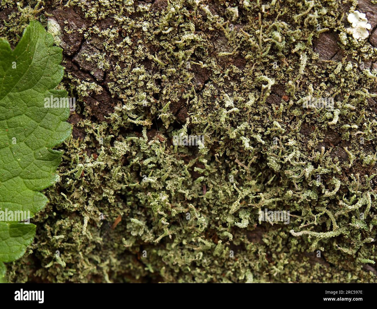 The lichen, image as background, wallpaper, photo with details Stock ...