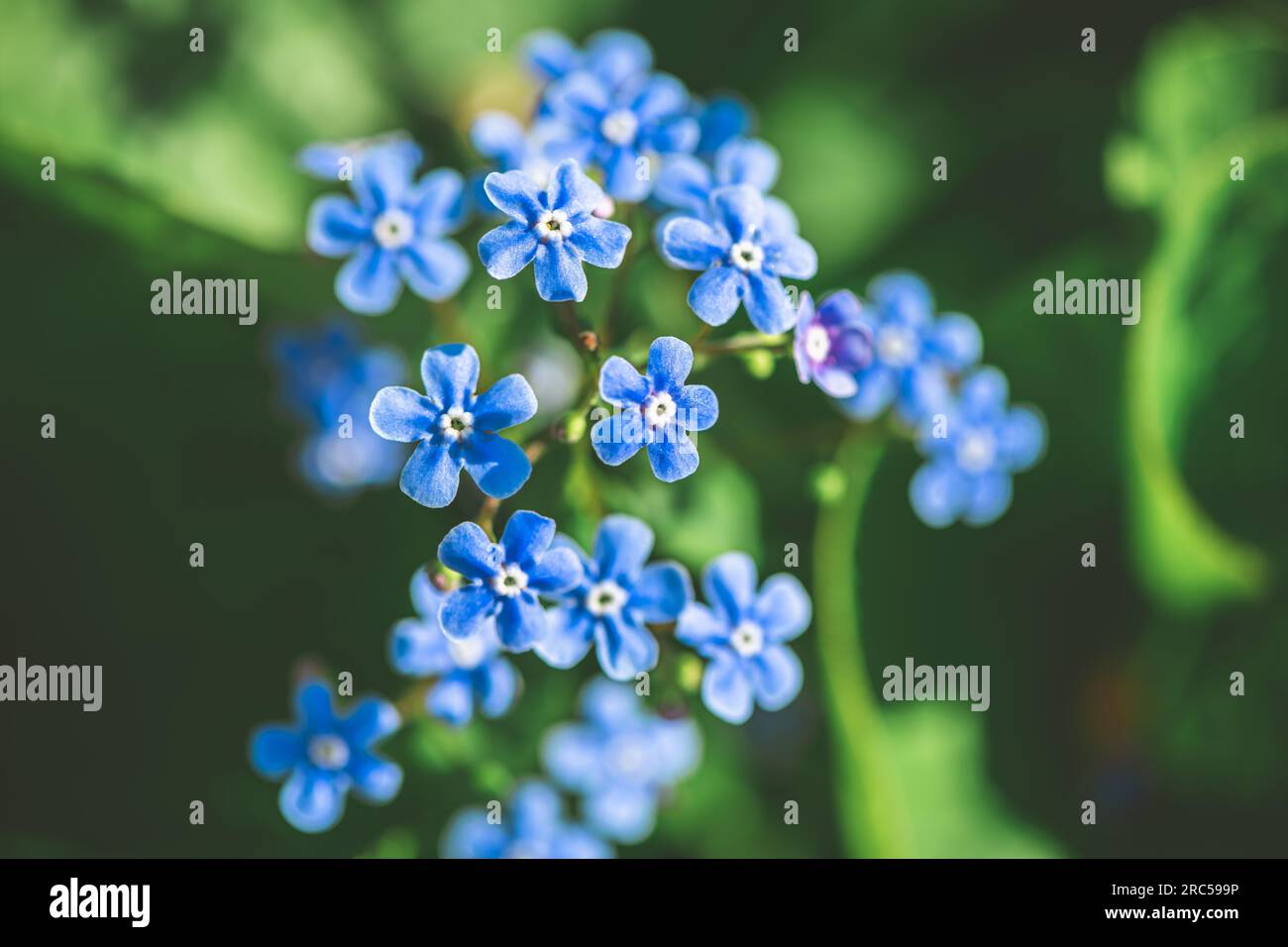 Beautiful blue forget-me-not flowers. nature, summer, spring Stock ...