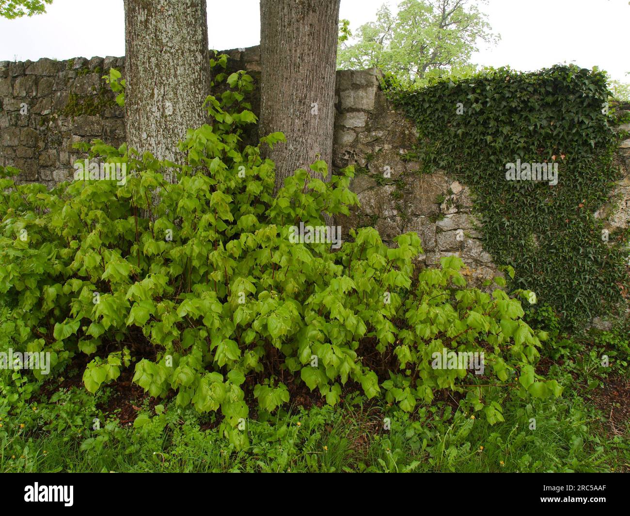 Two linden trees tilia hi-res stock photography and images - Alamy