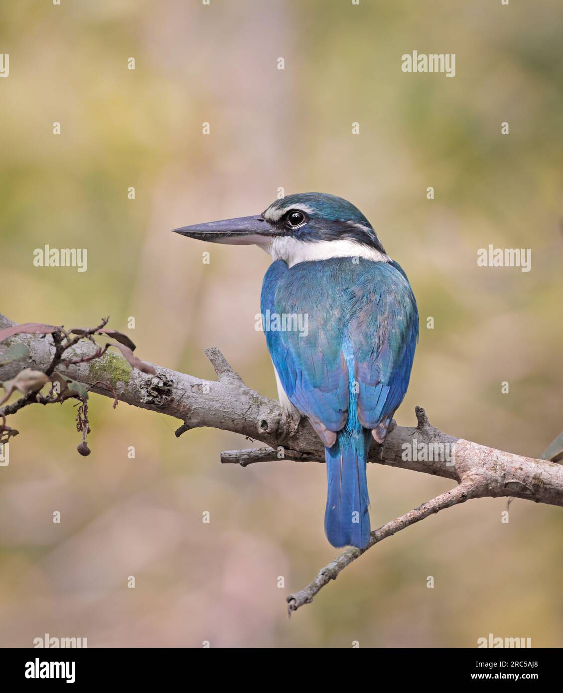 collared kingfisher is a medium-sized kingfisher.It is also known as the white-collared ...