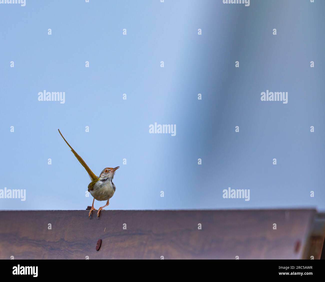 Dancing on the table hi-res stock photography and images - Alamy