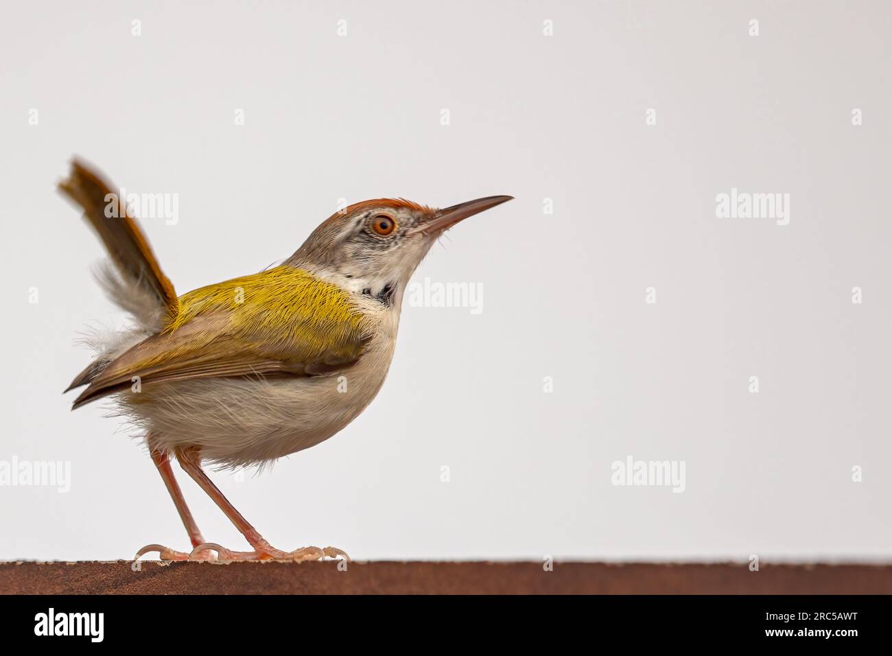 Female tailor bird hi-res stock photography and images - Alamy