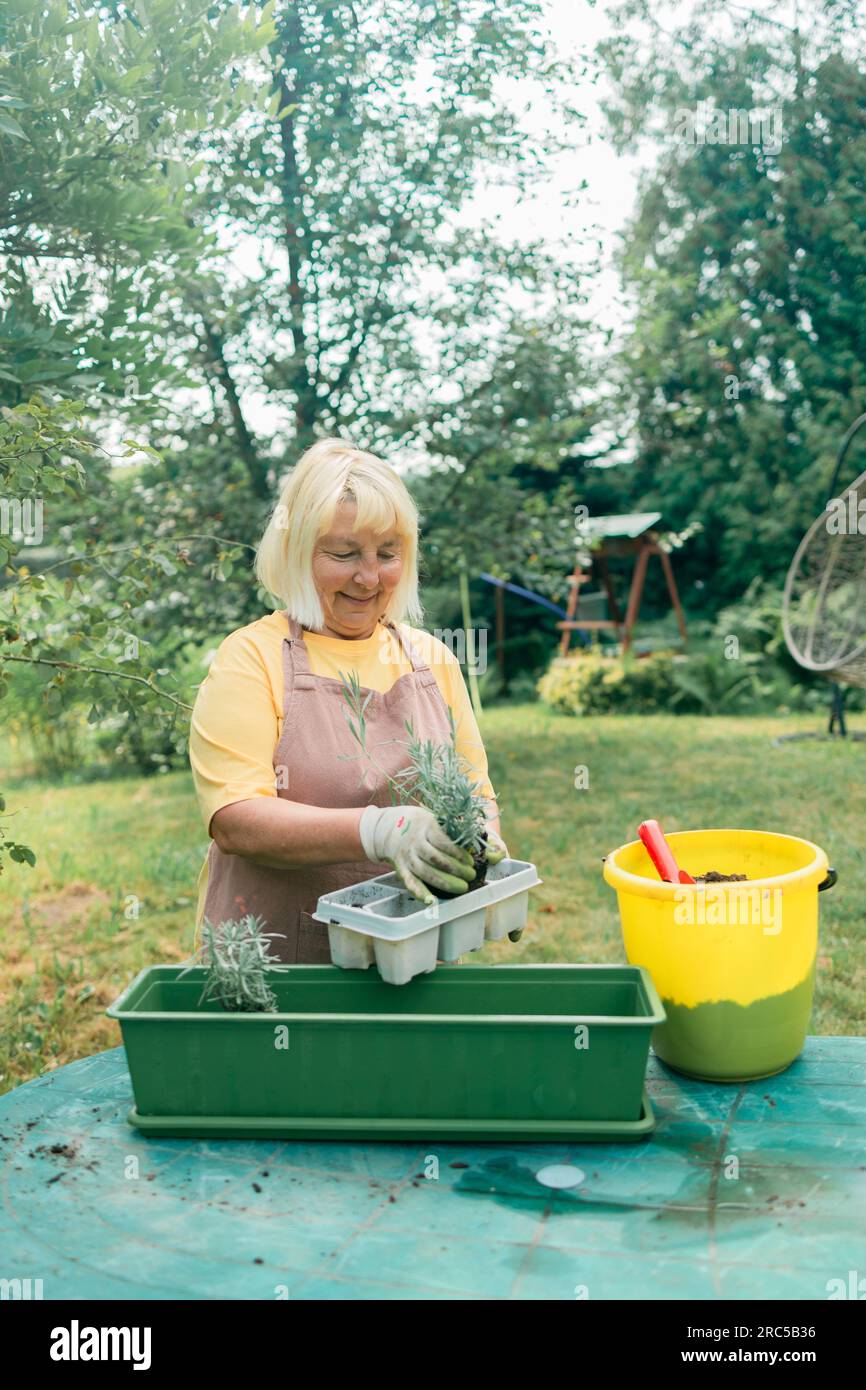Happy 50s senior farmer woman transplants lavender plant into plastic ...
