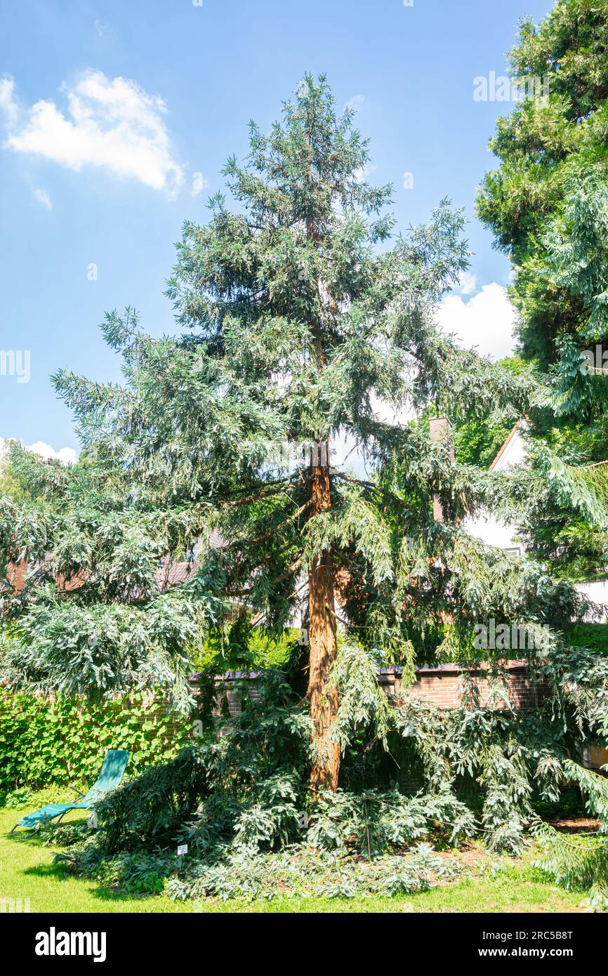 Sequoia national park california spring hi-res stock photography and ...