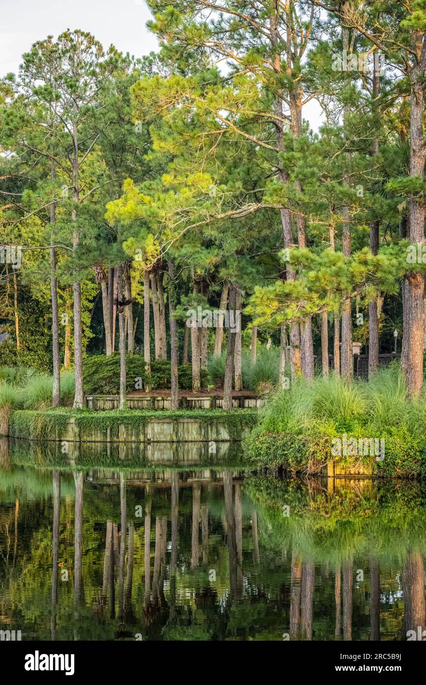 Sunlit trees along a golf course waterway near sunset at Sawgrass in ...