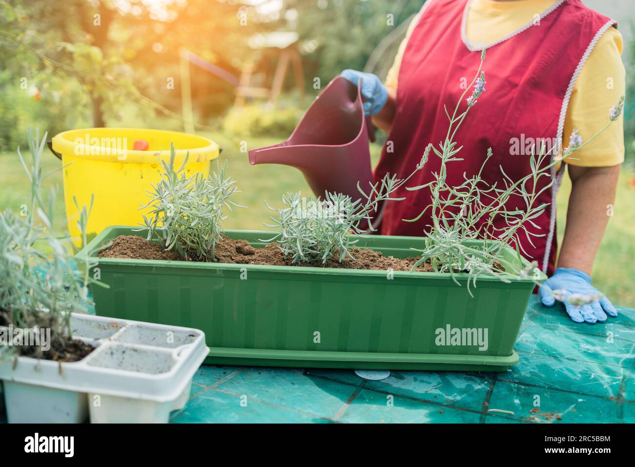 Happy 50s senior farmer woman transplants lavender plant into plastic ...