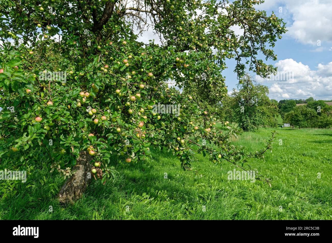 An orchard with apple trees, summer in southern Germany Stock Photo - Alamy