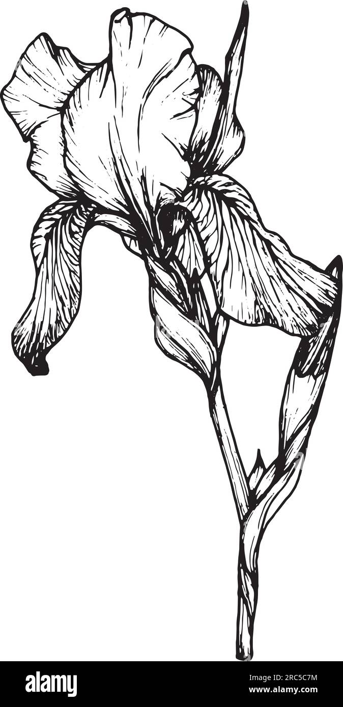 Iris Flower Tattoo Black And White