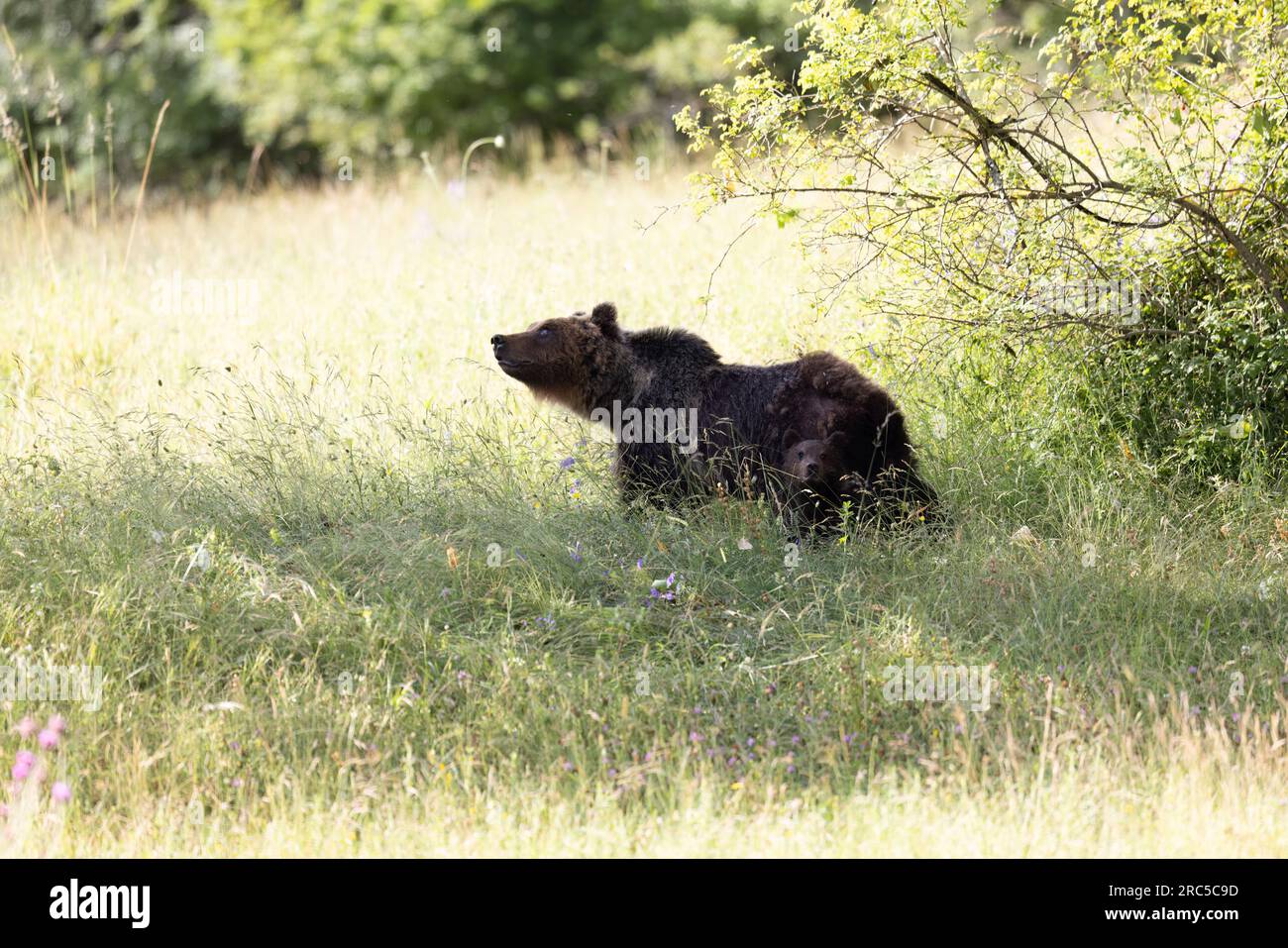 Marsican brown bear, Apennine brown bear, extremely rare bear specimen ...