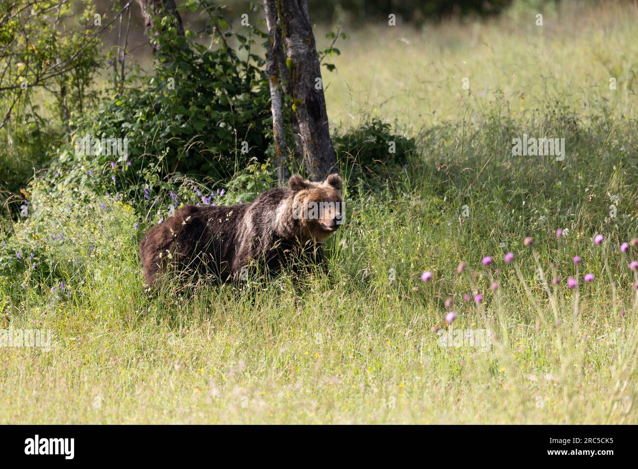 Marsican brown bear, Apennine brown bear, extremely rare bear specimen ...