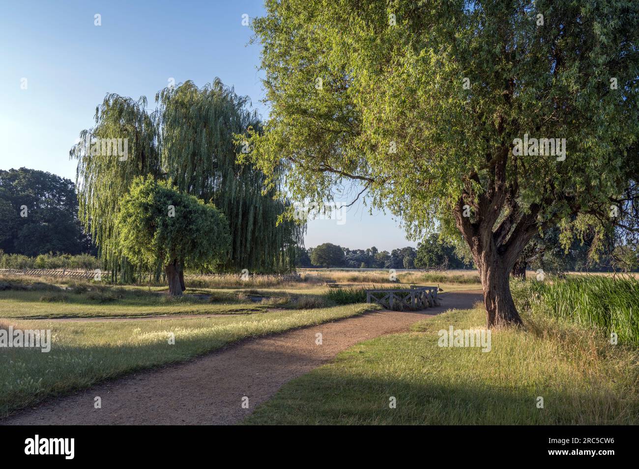 Summer early morning walk around Bushy Park ponds Surrey UK Stock Photo ...