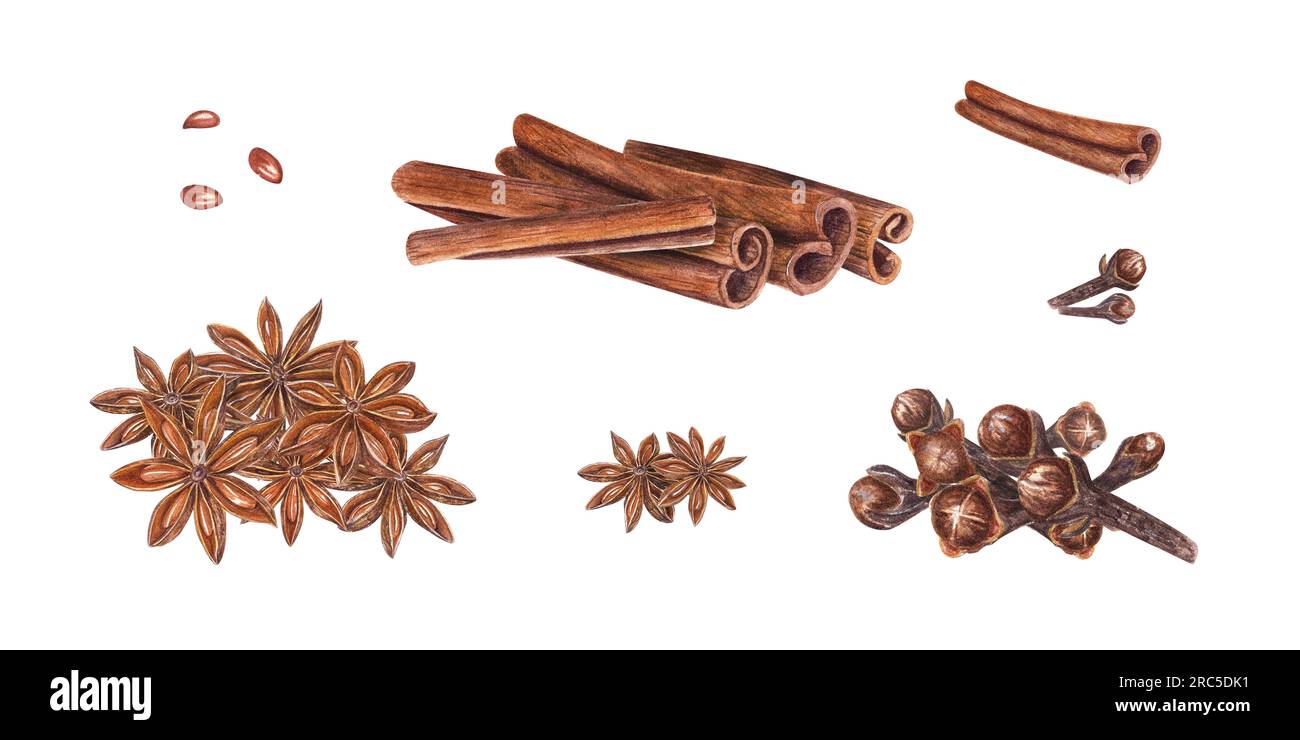 Watercolor clip art of star anise, dried cloves, cinnamons sticks ...