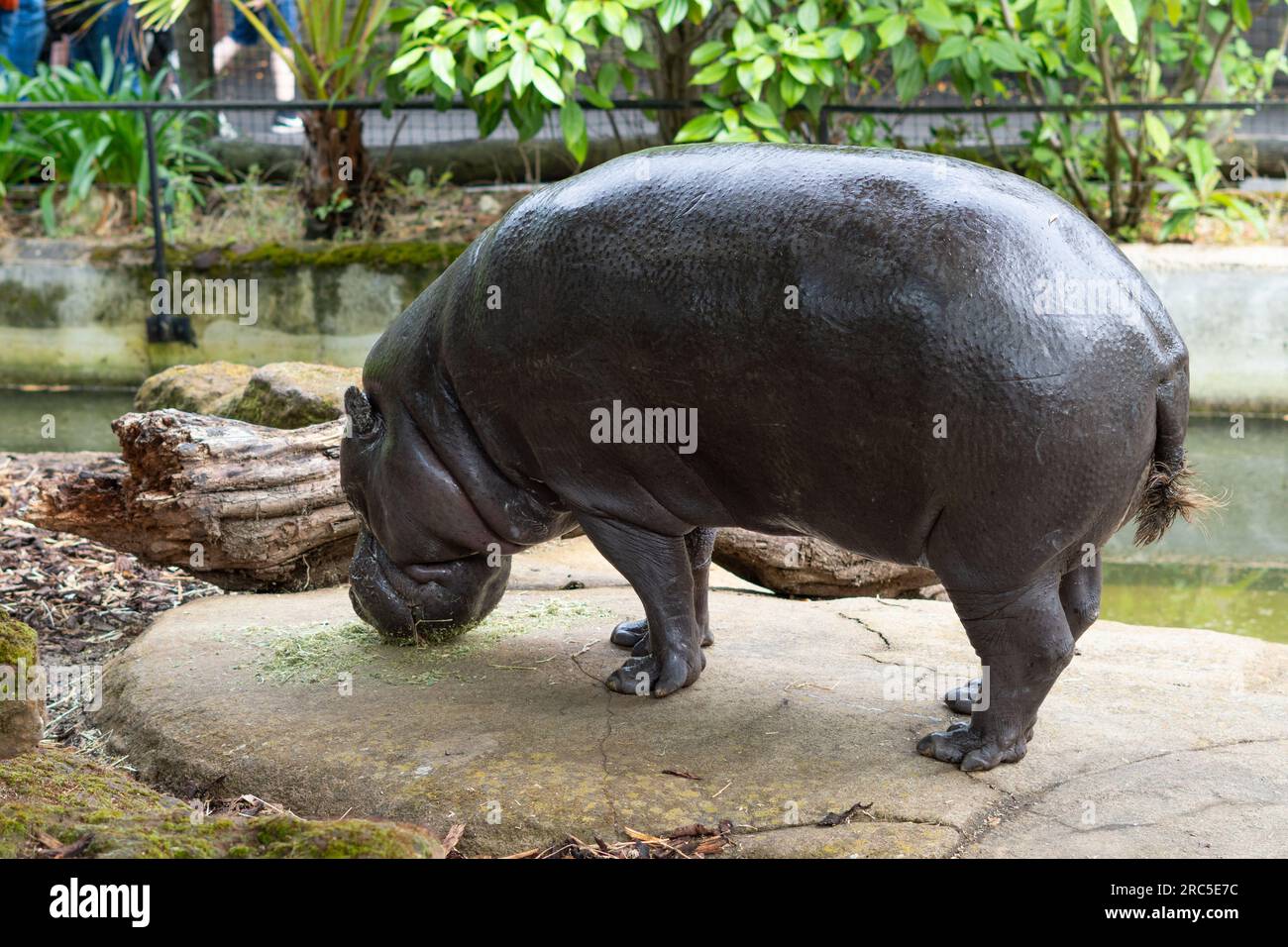 small hippopotamus walking in the zoo Stock Photo - Alamy