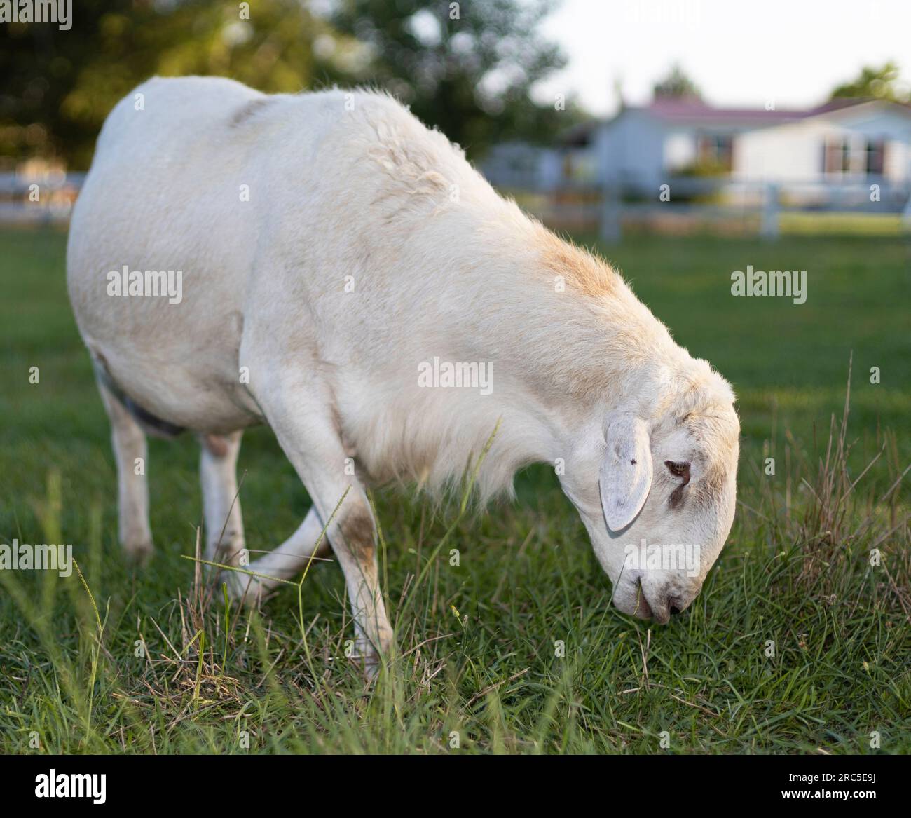 Full grown Katahdin sheep ram in North Carolina browsing for some grass ...