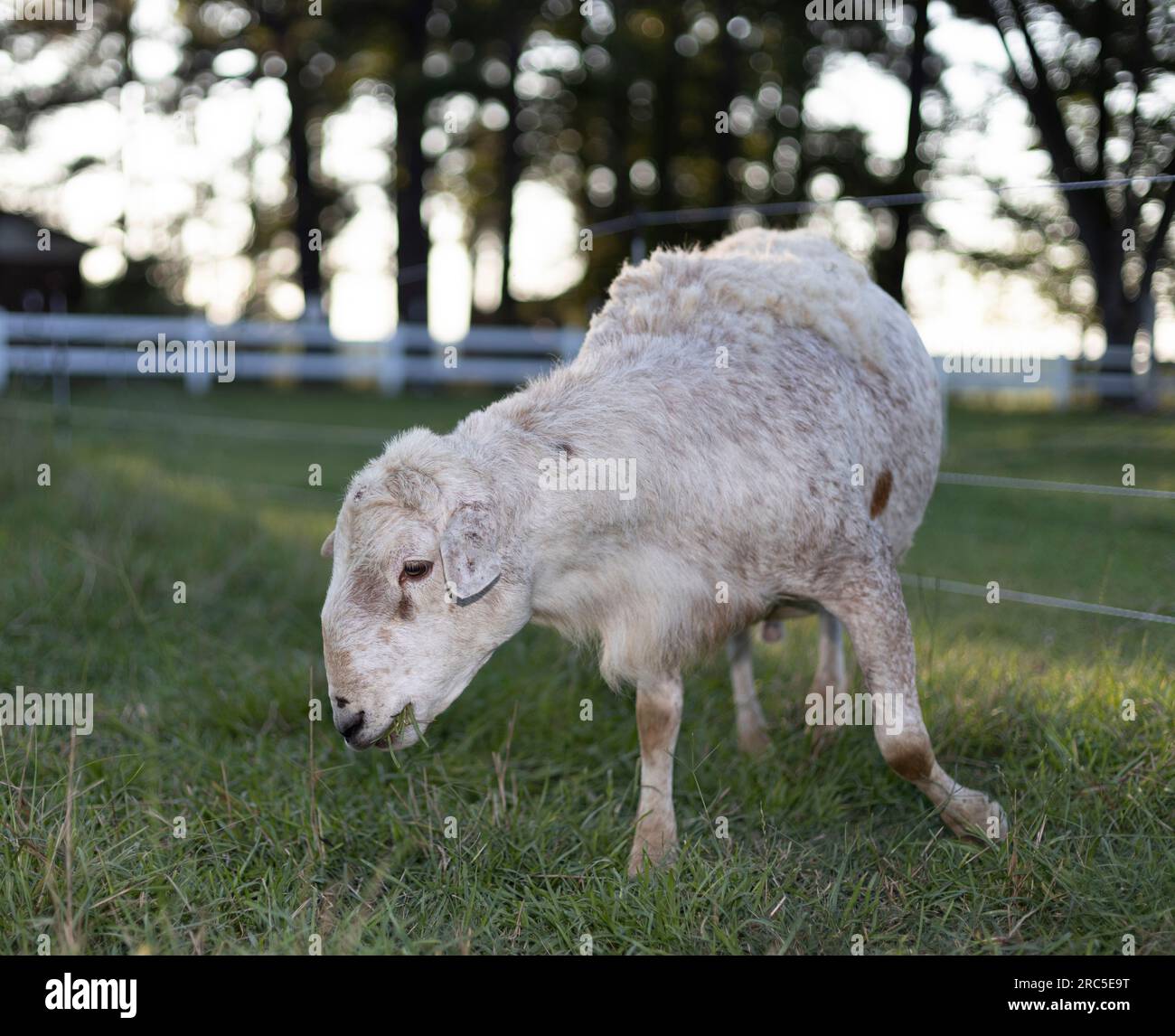 Katahdin sheep ram that is full grown on a grassy field in North ...